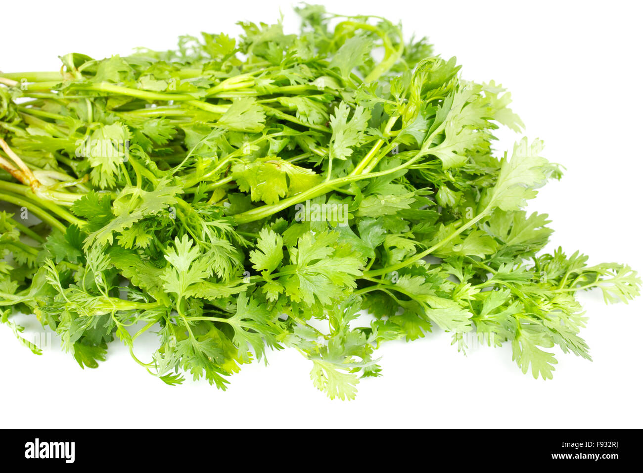 fresh coriander (cilantro) herb isolated on a white background Stock ...