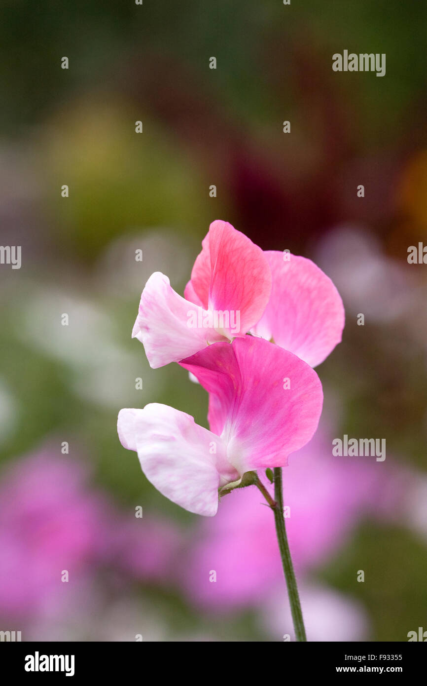 Pea plant flower hi-res stock photography and images - Alamy