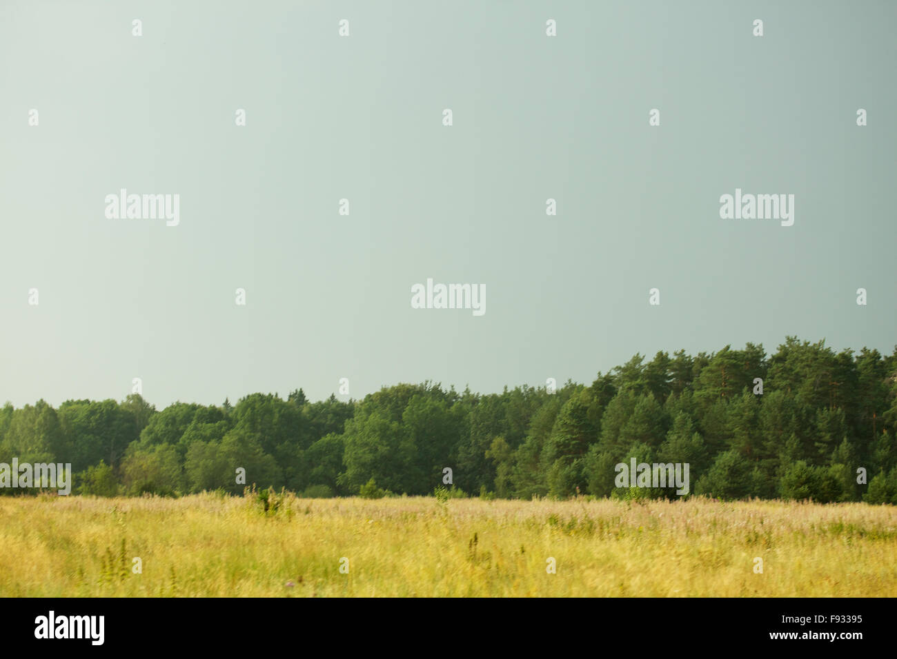 russian forest summer Stock Photo - Alamy