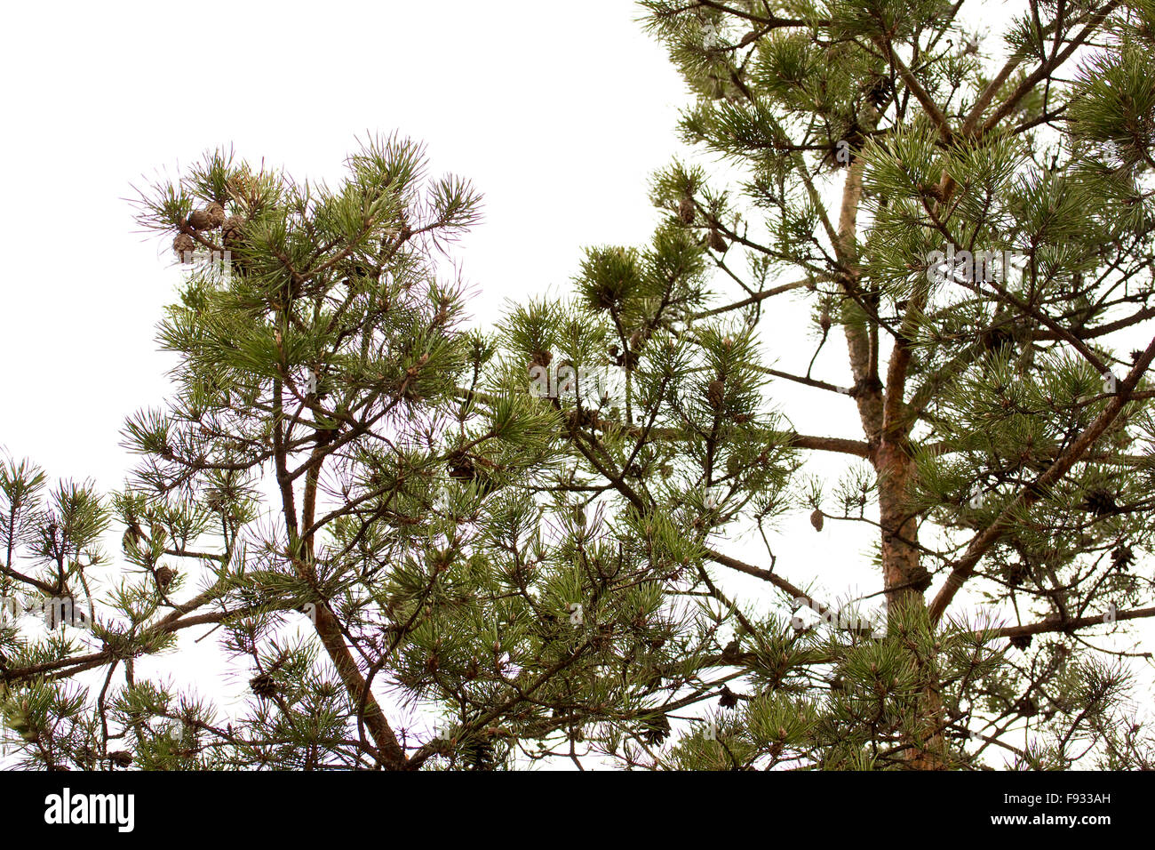 Young pine tree branch Stock Photo - Alamy