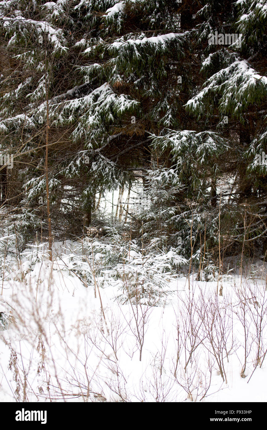 Beautiful winter snowy landscape Stock Photo - Alamy