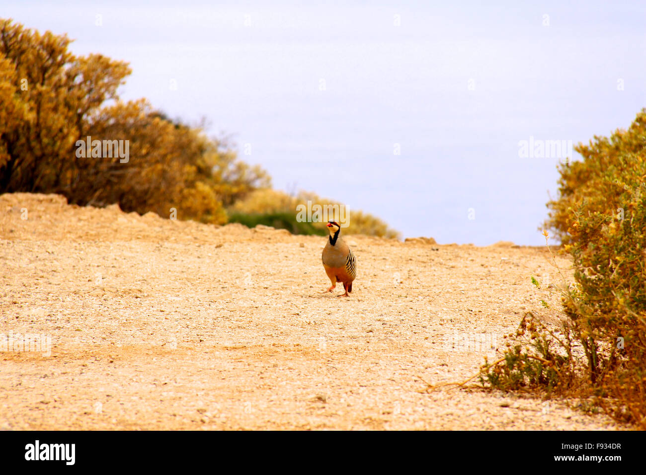 partridge during one hunted in nature Stock Photo - Alamy
