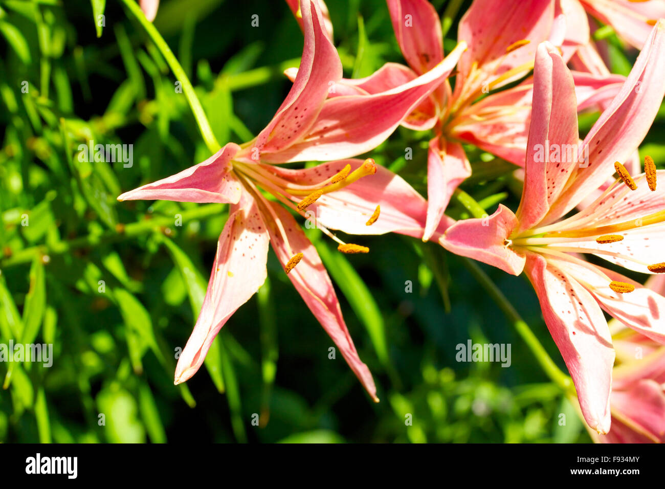 lily flower, Lilium Stock Photo - Alamy