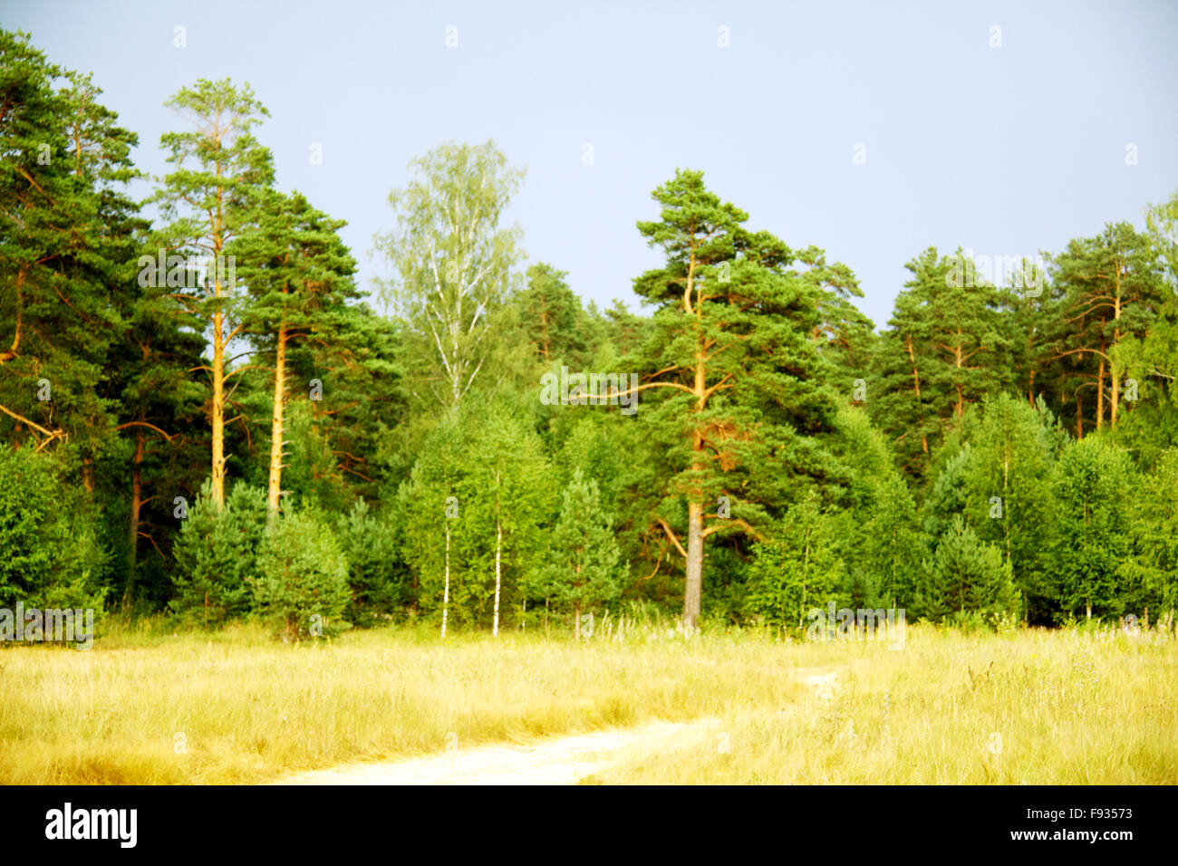 russian forest summer Stock Photo - Alamy