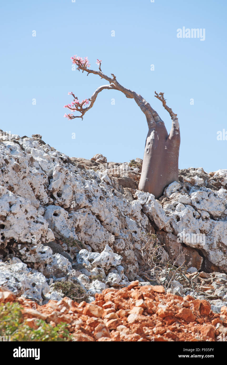 Flowering Bottle tree in the protected area of Shibham, red rocks ...