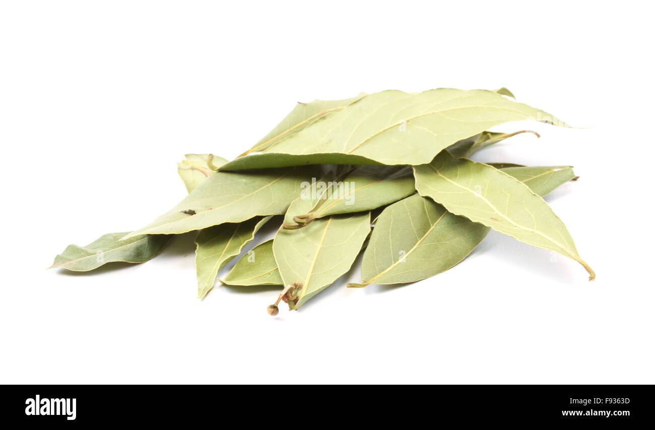 laurel leaves isolated on white Stock Photo - Alamy