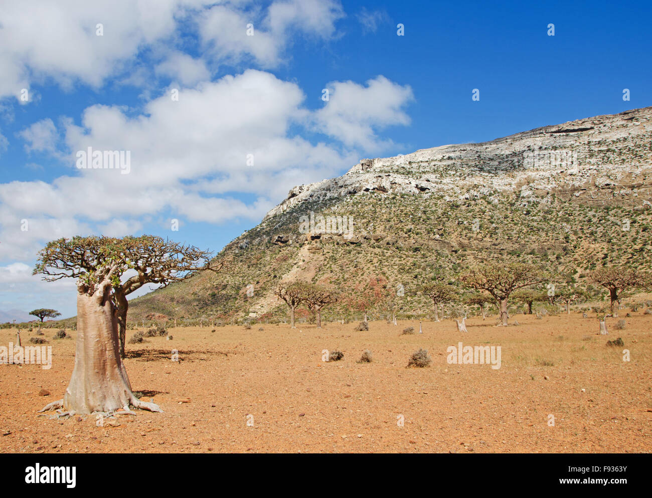 Socotra, Yemen Middle East: the Dragon Blood trees forest in the ...