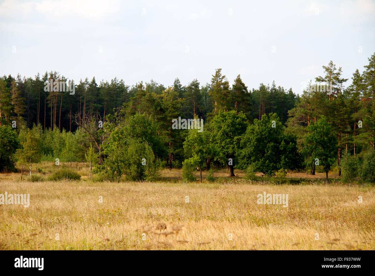 grass valley in forest during summer Stock Photo - Alamy