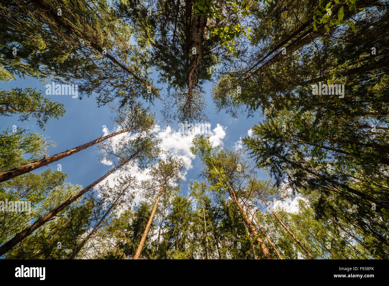 Tops of trees hi-res stock photography and images - Alamy