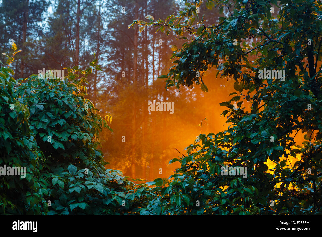 Evening fog after a rain illuminated by a street lamp Stock Photo - Alamy