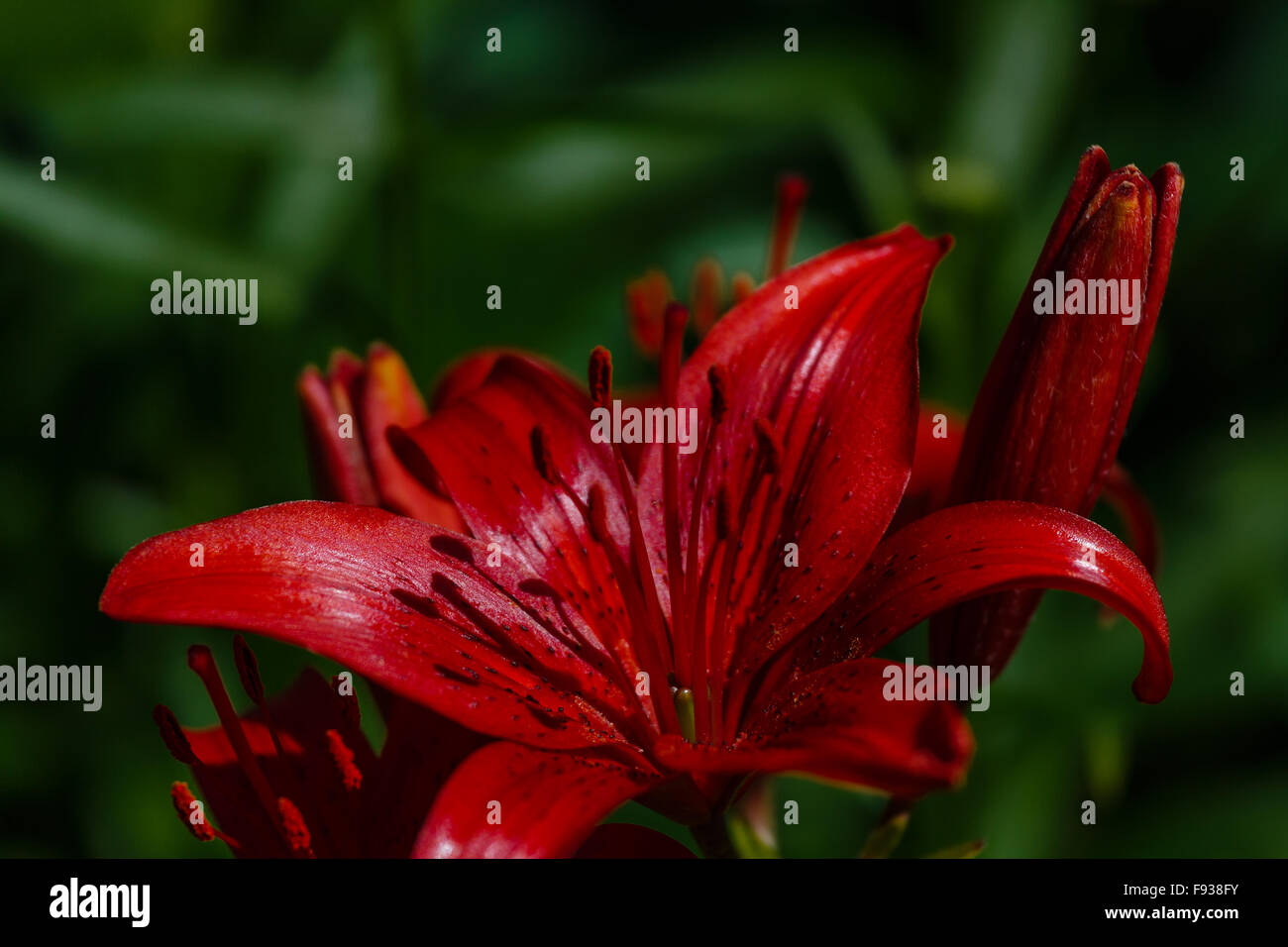 Deep green colors hi-res stock photography and images - Alamy