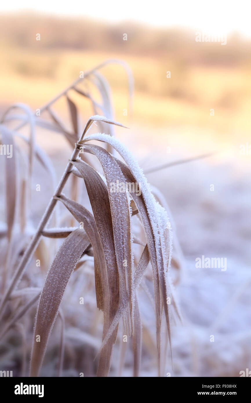 Beautiful winter nature with grass covered with snow and frost Stock ...