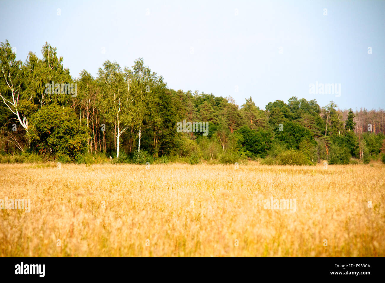 grass valley in forest during summer Stock Photo - Alamy