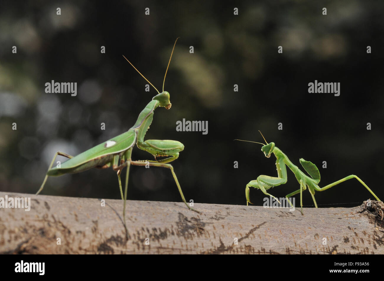 Two greenish color Praying Mantis, Mantodea (mantises, mantes) in dark ...