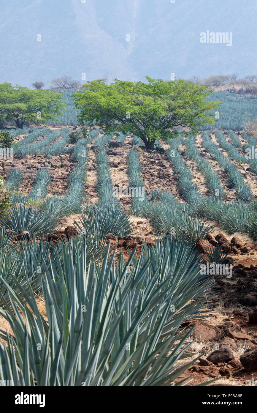 Agave azul cactus hi-res stock photography and images - Alamy