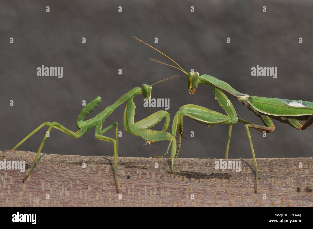 Side view two praying mantis hi-res stock photography and images - Alamy