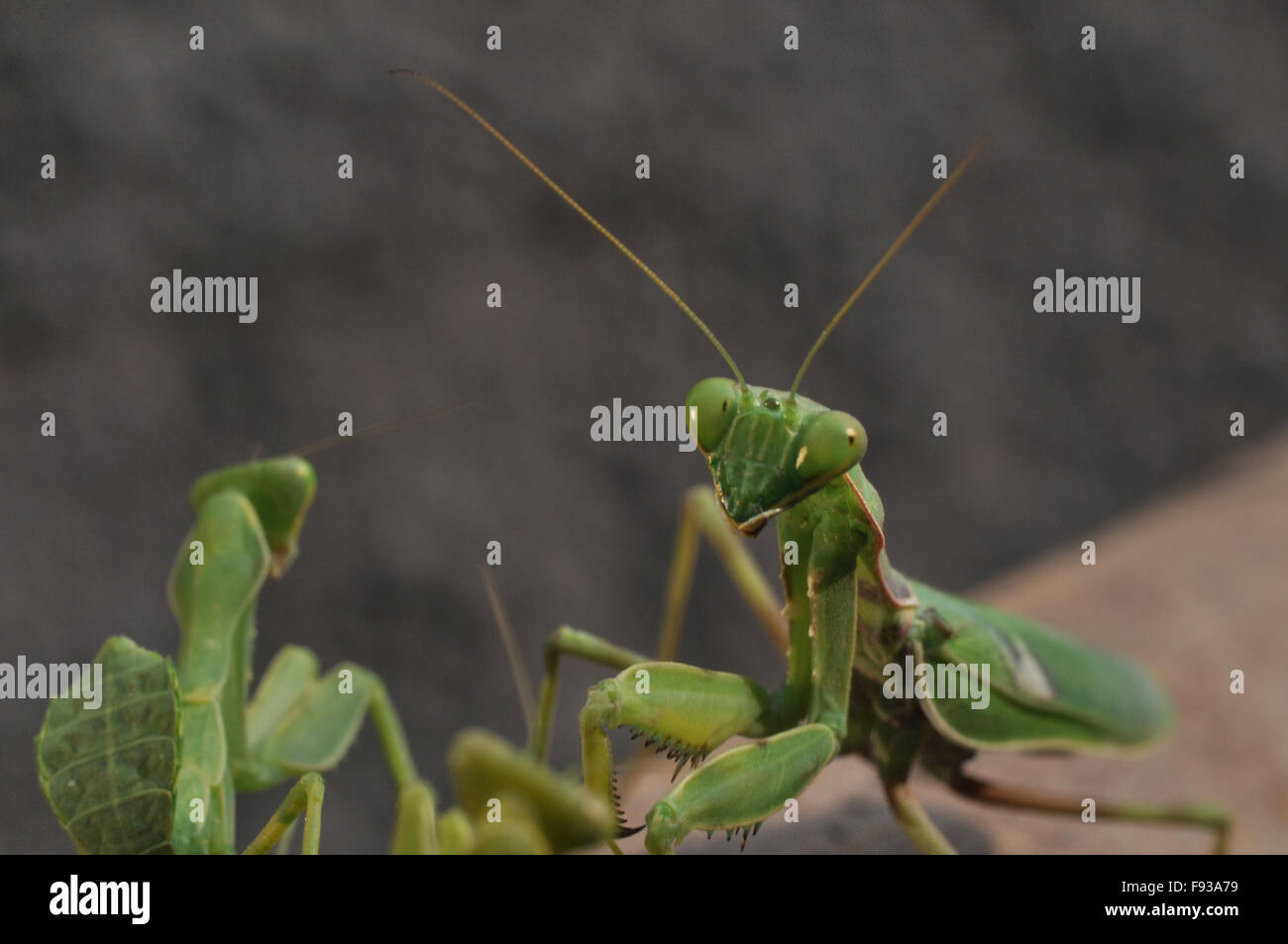 Side view two praying mantis hi-res stock photography and images - Alamy