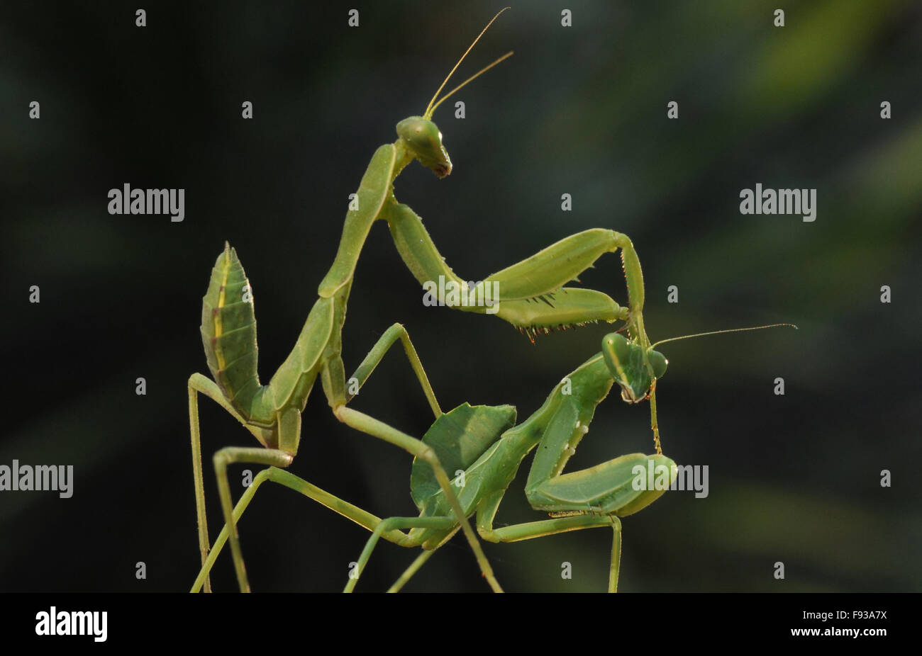 Mantis mating hi-res stock photography and images - Alamy
