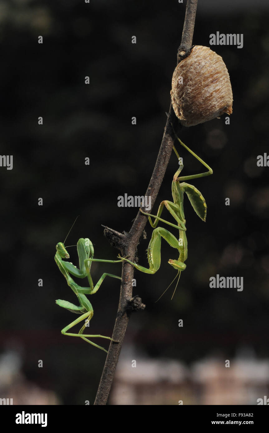 Side view of Two Praying Mantis, Mantodea (mantises, mantes) in a dark ...