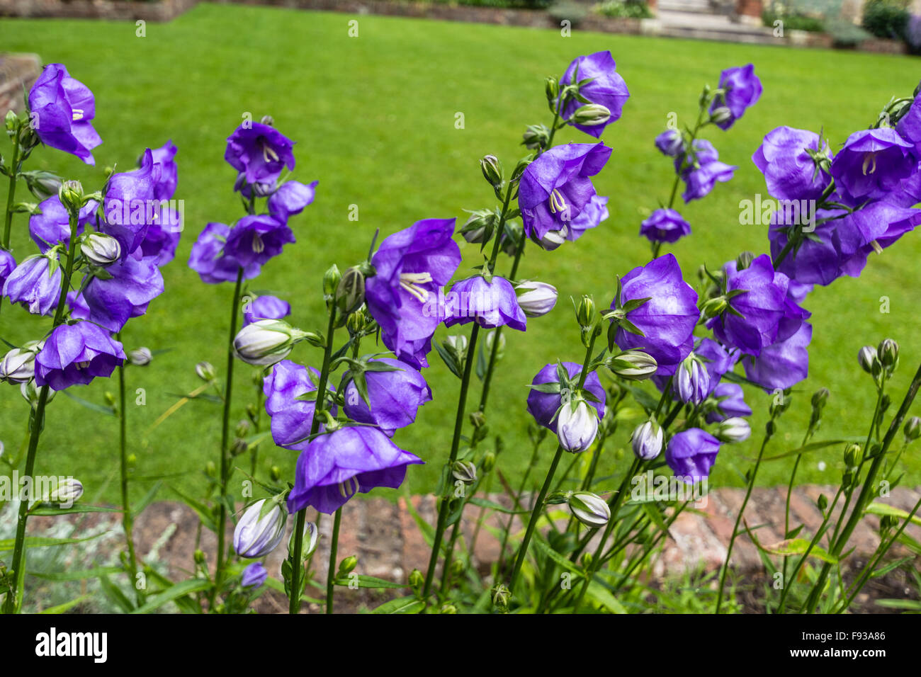 Beautiful violet flowers in the garden Stock Photo - Alamy