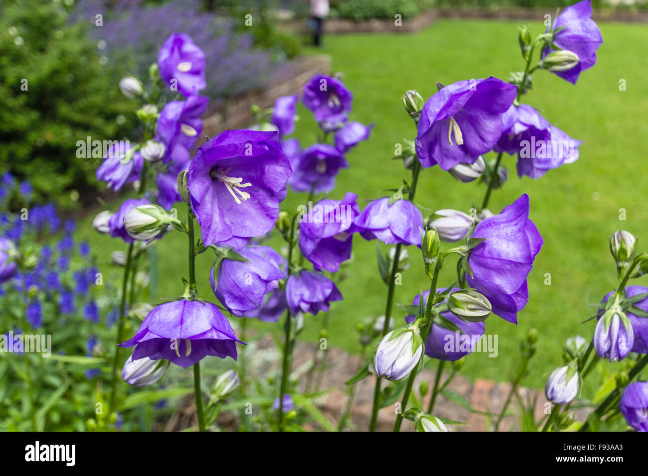 Beautiful violet flowers in the garden Stock Photo - Alamy