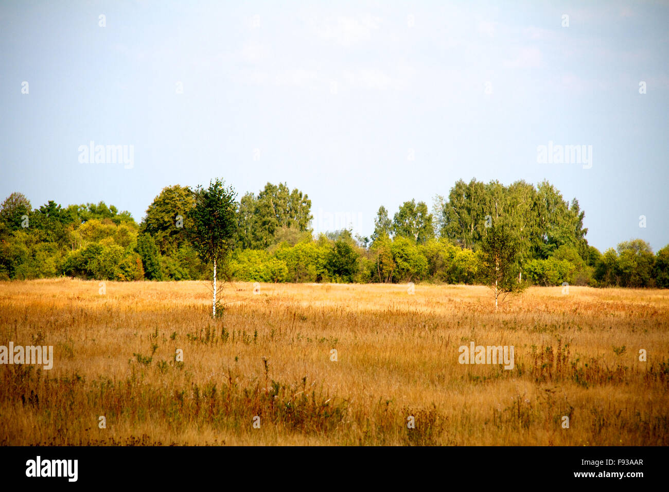 grass valley in forest during summer Stock Photo - Alamy