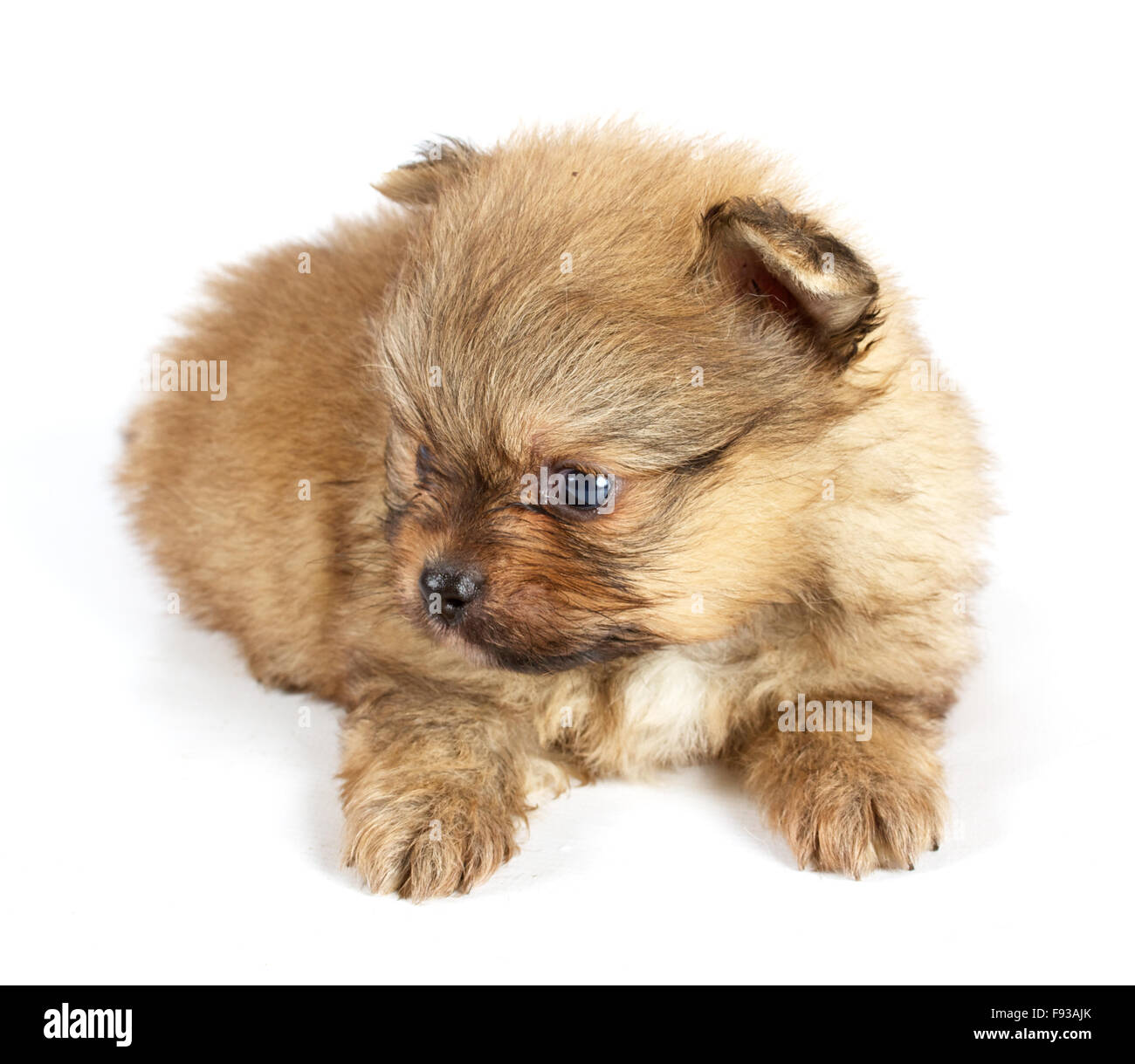 The puppy of the spitz dog in studio Stock Photo - Alamy