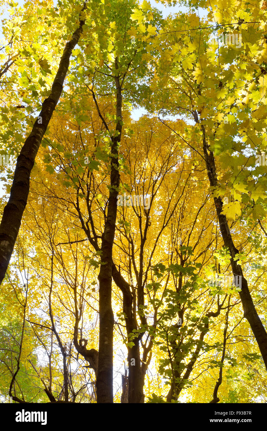 in the forest with backlit canopy glowing with golden yellow autumn ...
