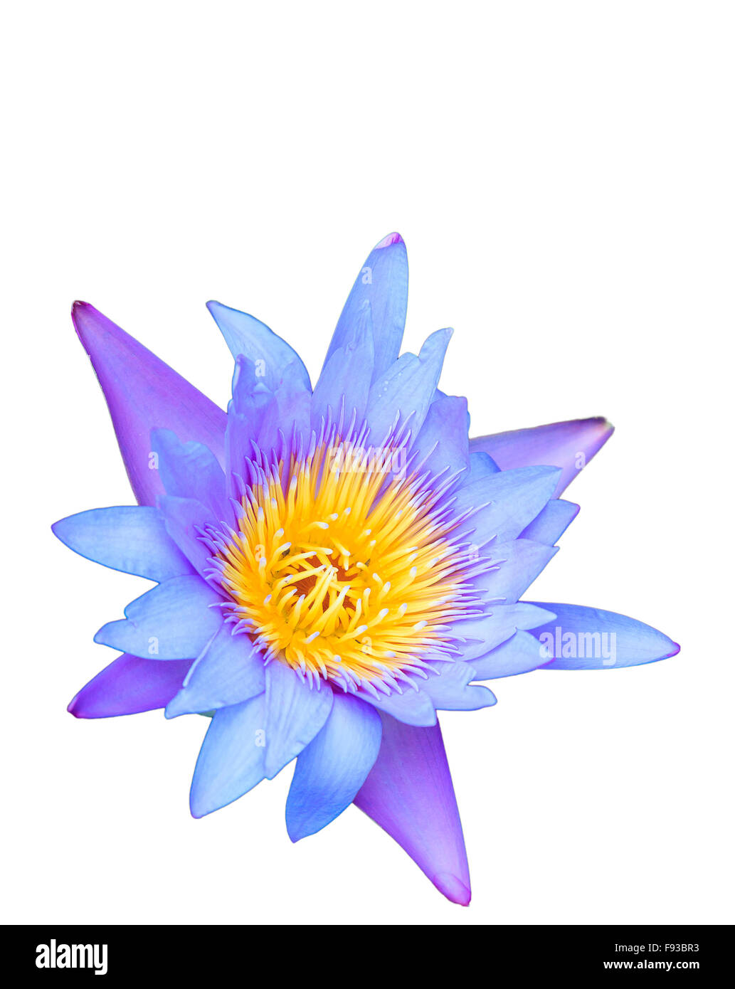 Beautiful lotus flower isolated on white background Stock Photo - Alamy
