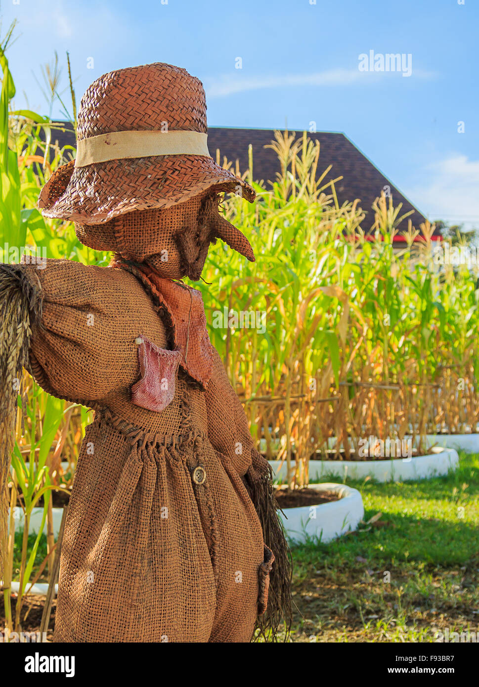 Scarecrow in corn farm in the south of thailand Stock Photo - Alamy