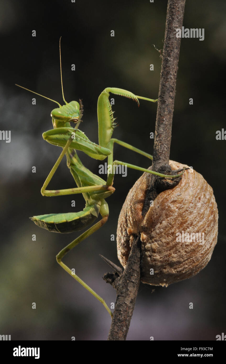 Side view of Two Praying Mantis, Mantodea (mantises, mantes) in dark ...