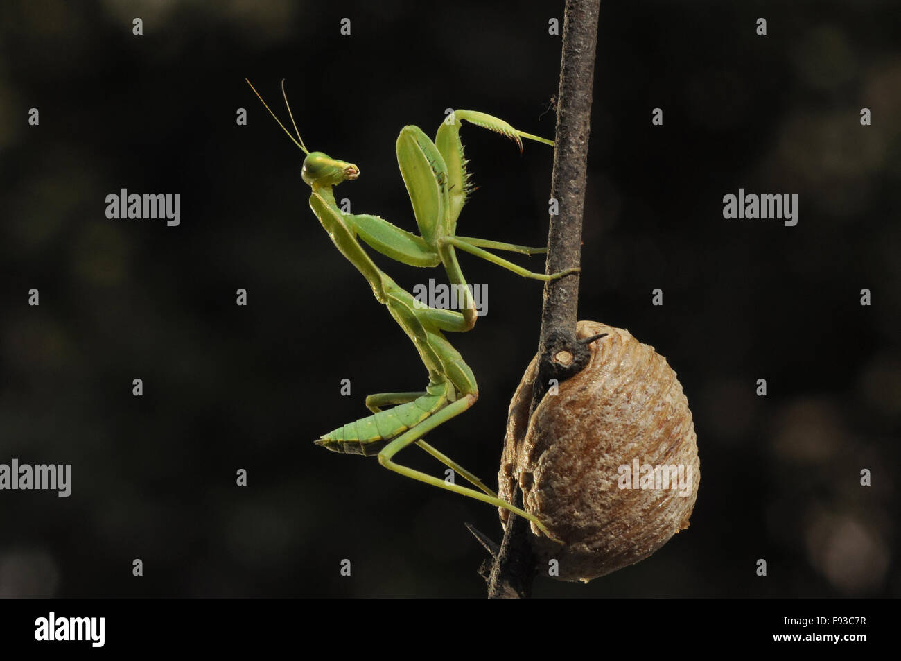 Side view of a Praying Mantis, Mantodea (mantises, mantes) in dark ...