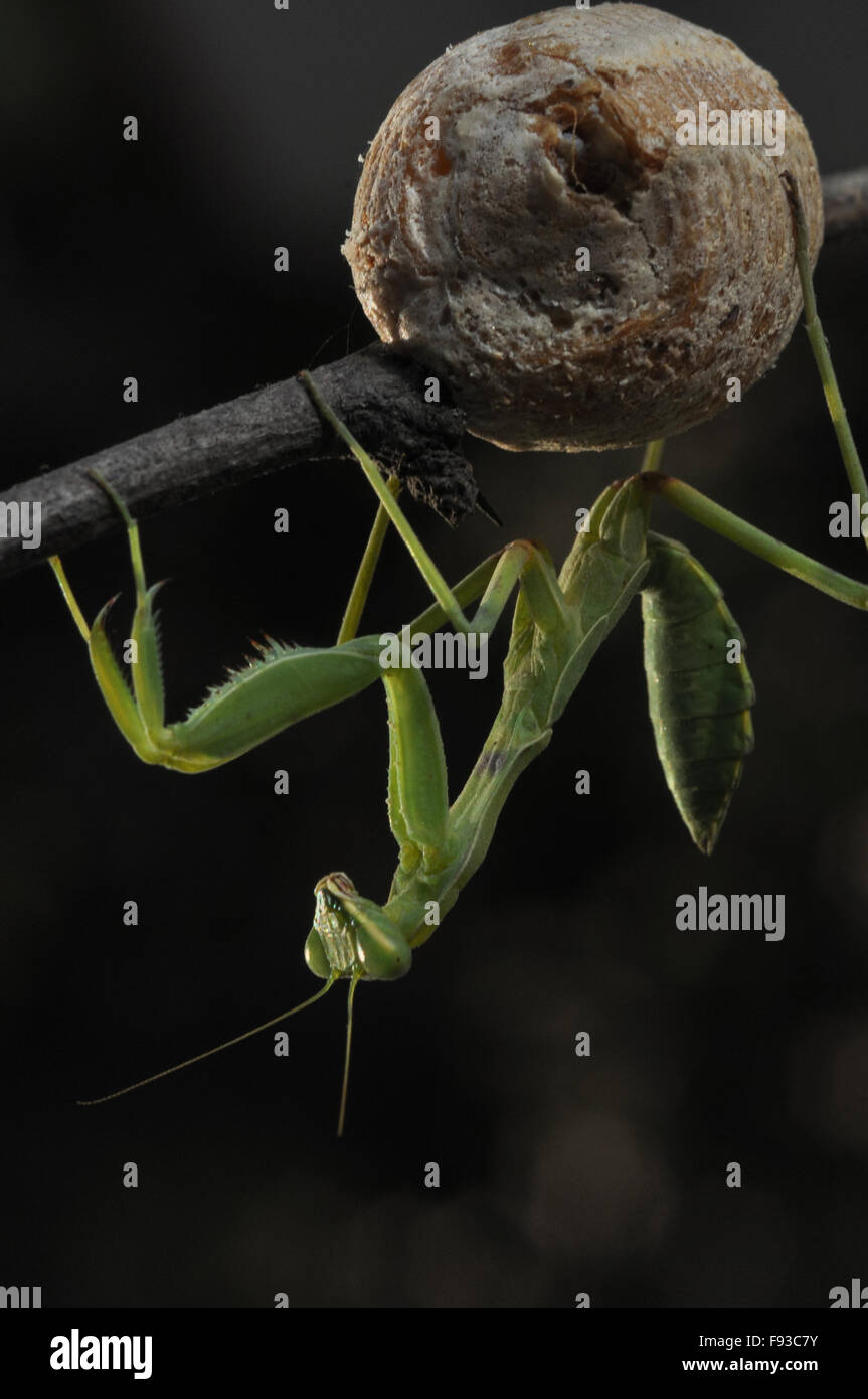 Praying mantis india hi-res stock photography and images - Alamy