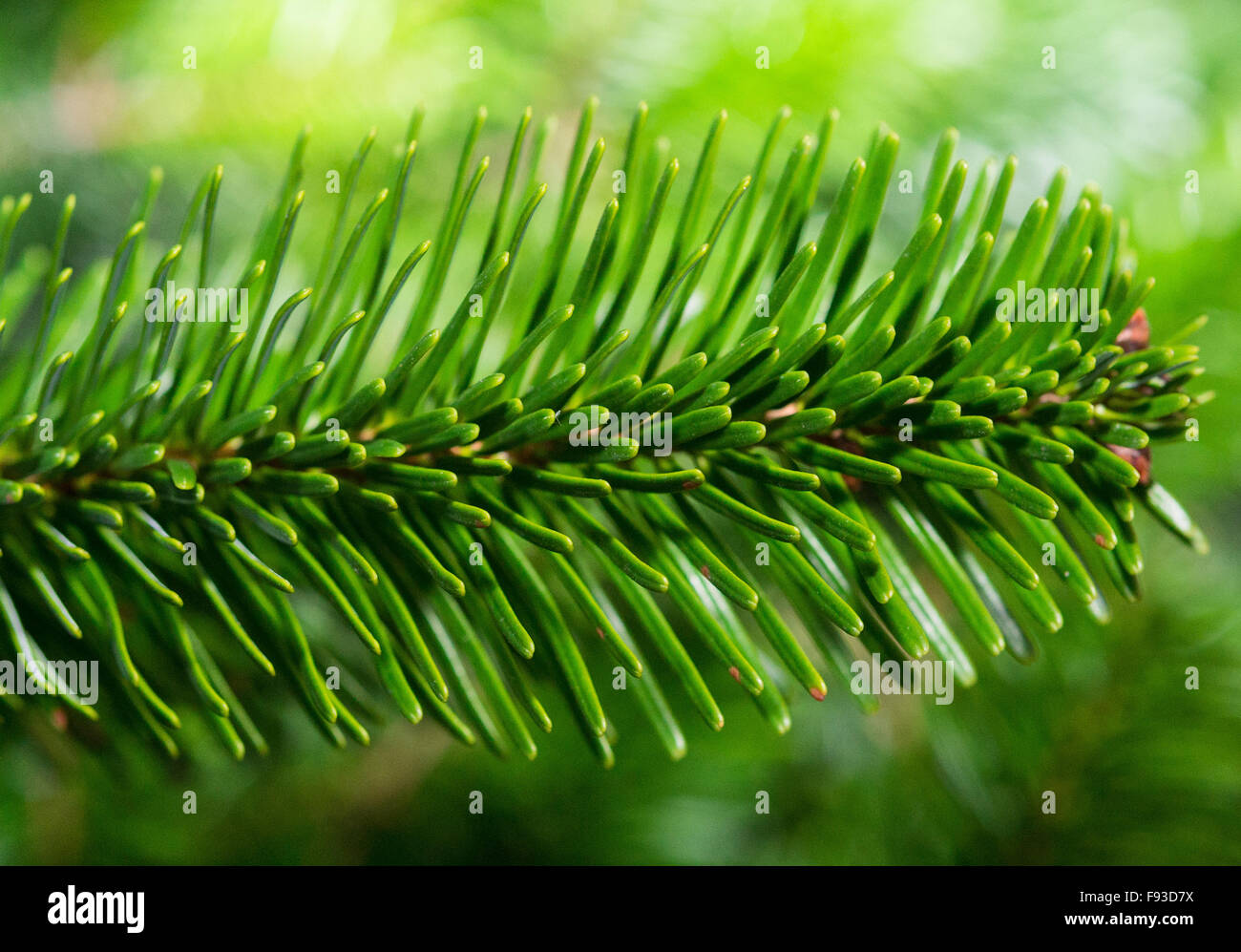 Tempelberg, Germany. 11th Dec, 2015. A branch from a Nordmann fir in ...