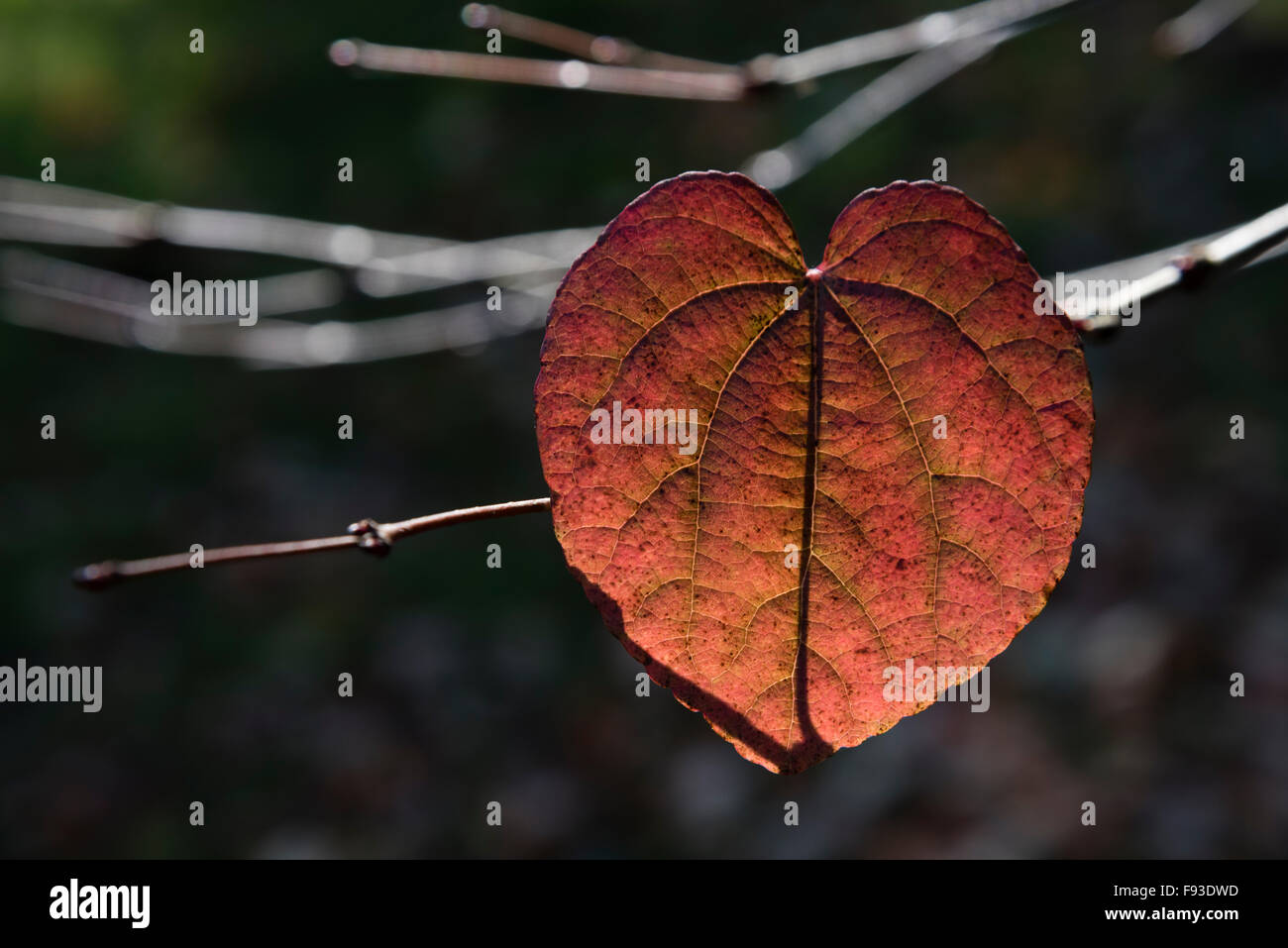 A leaf from a Katsura tree at Westonbirt Arboretum, Wiltshire, England ...
