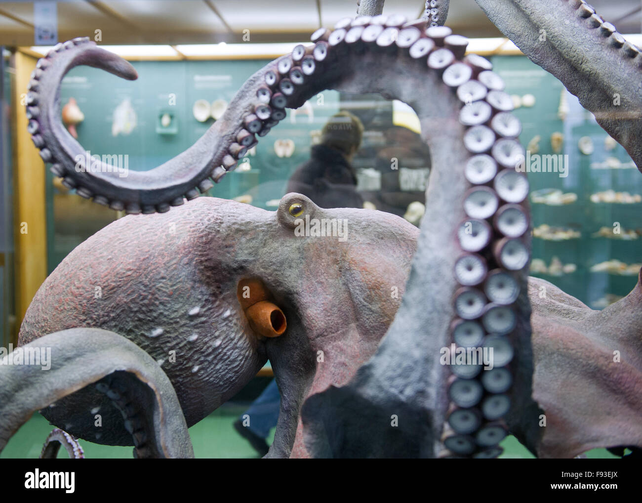 Stralsund, Germany. 09th Dec, 2015. A faithful reproduction of an ...