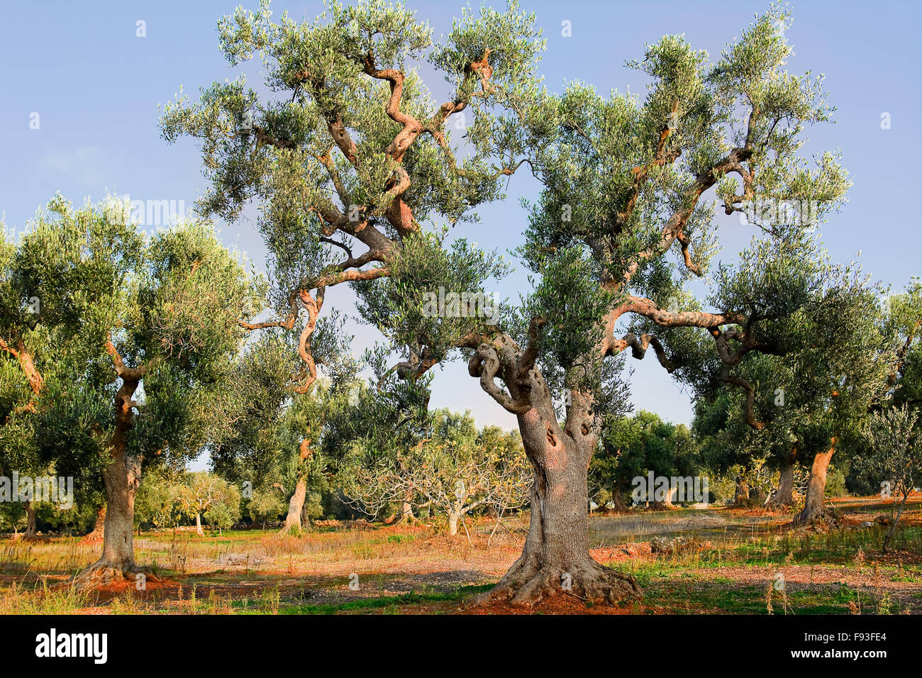 Olive tree landscape puglia italy hi-res stock photography and images ...