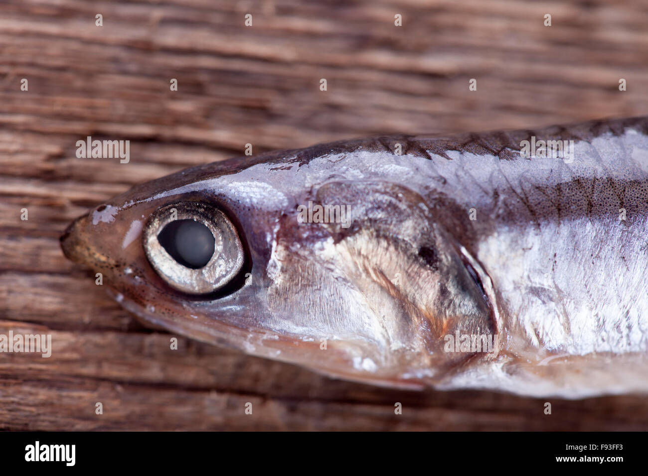 White small fish hi-res stock photography and images - Alamy