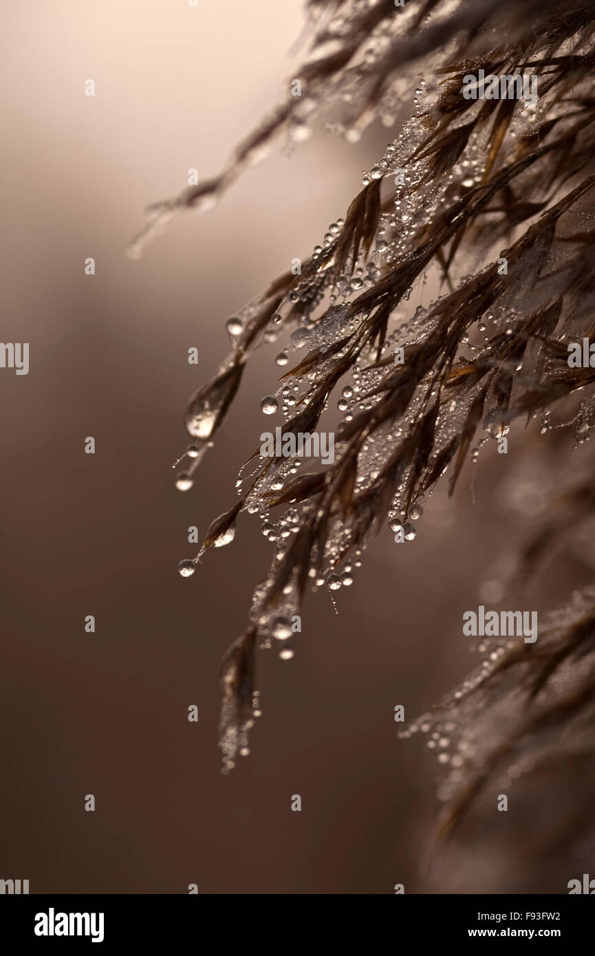 Dew drops on plant sunrise with frost Stock Photo - Alamy