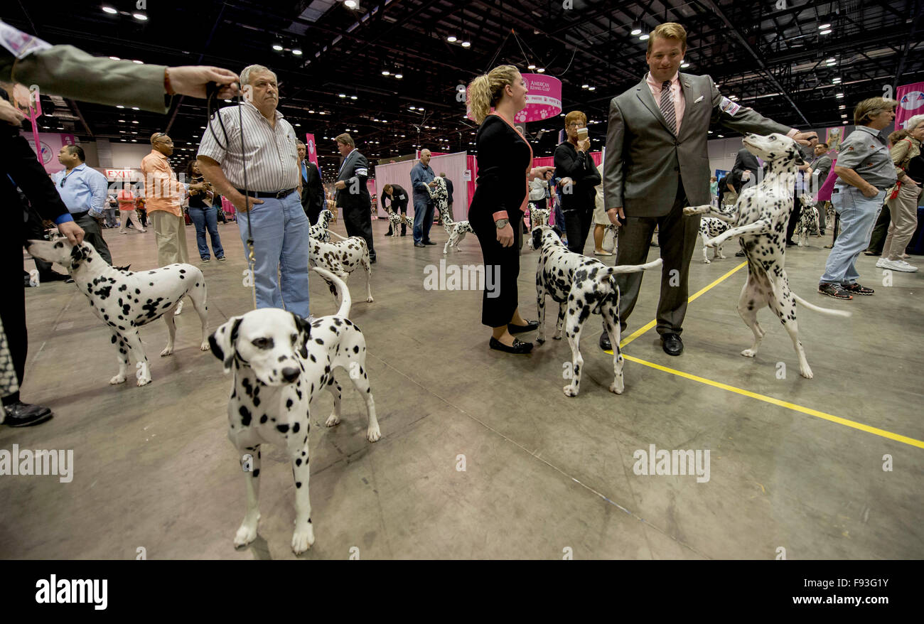 Orlando, Florida, USA. 12th Dec, 2015. Dalmatians are staged for their ...