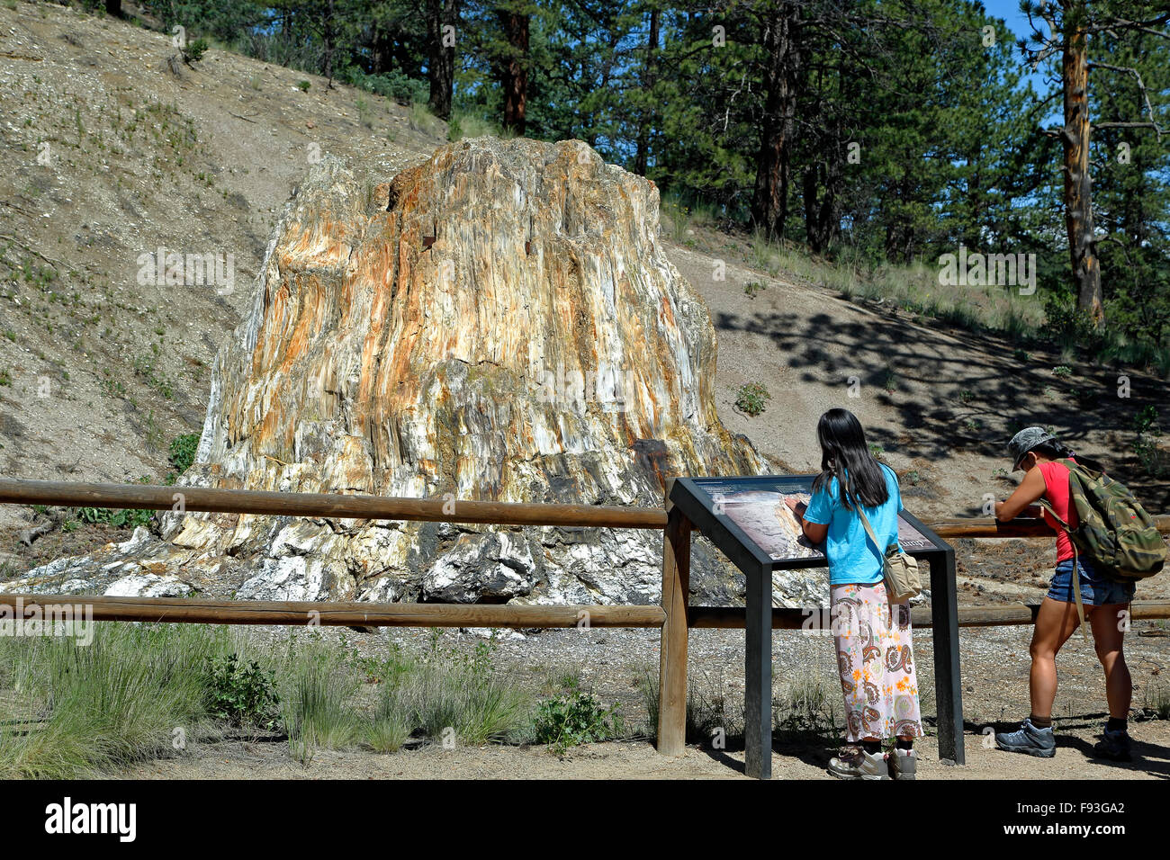 Prehistoric tree hi-res stock photography and images - Alamy
