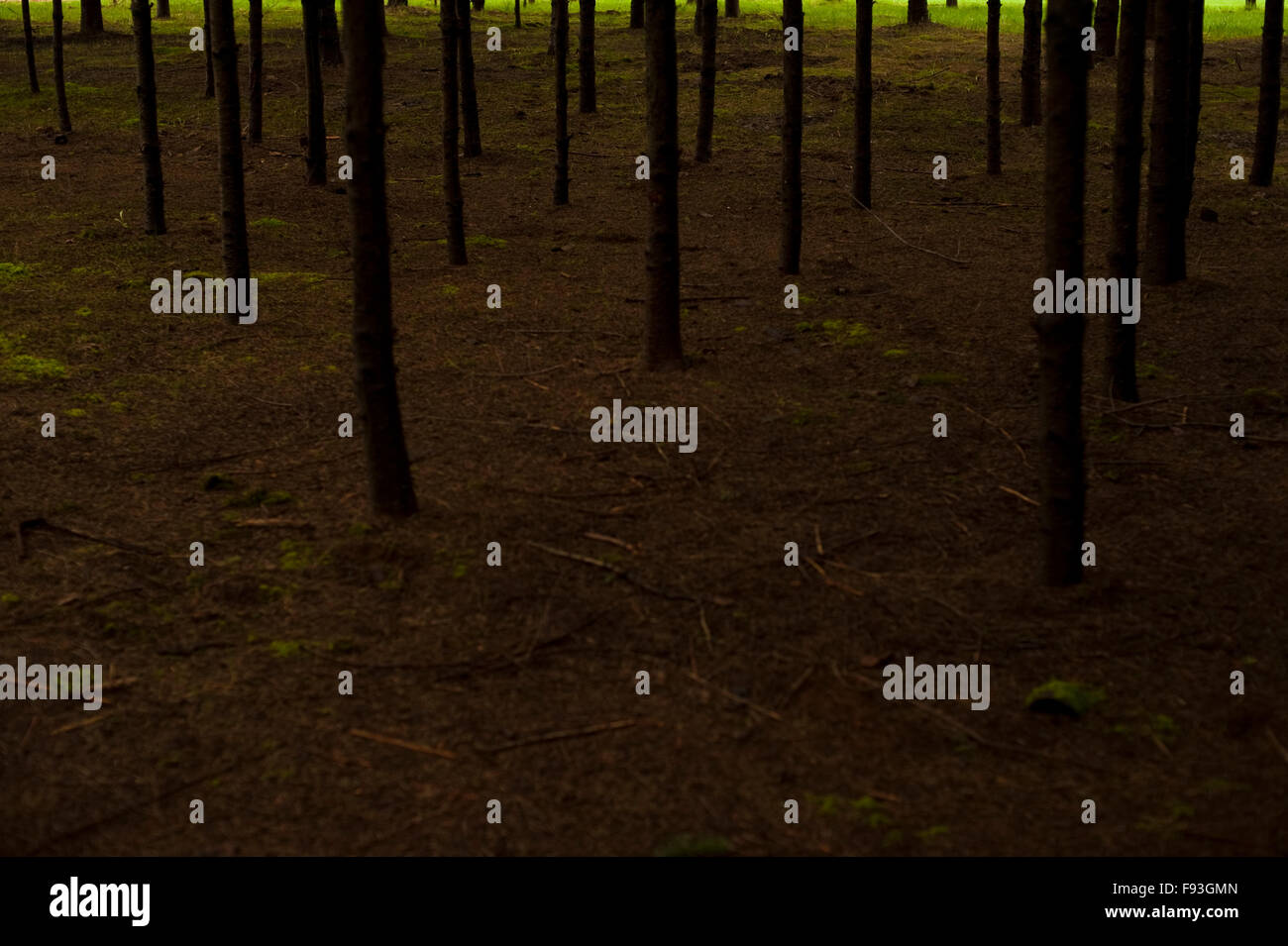 Different tree trunks hi-res stock photography and images - Alamy