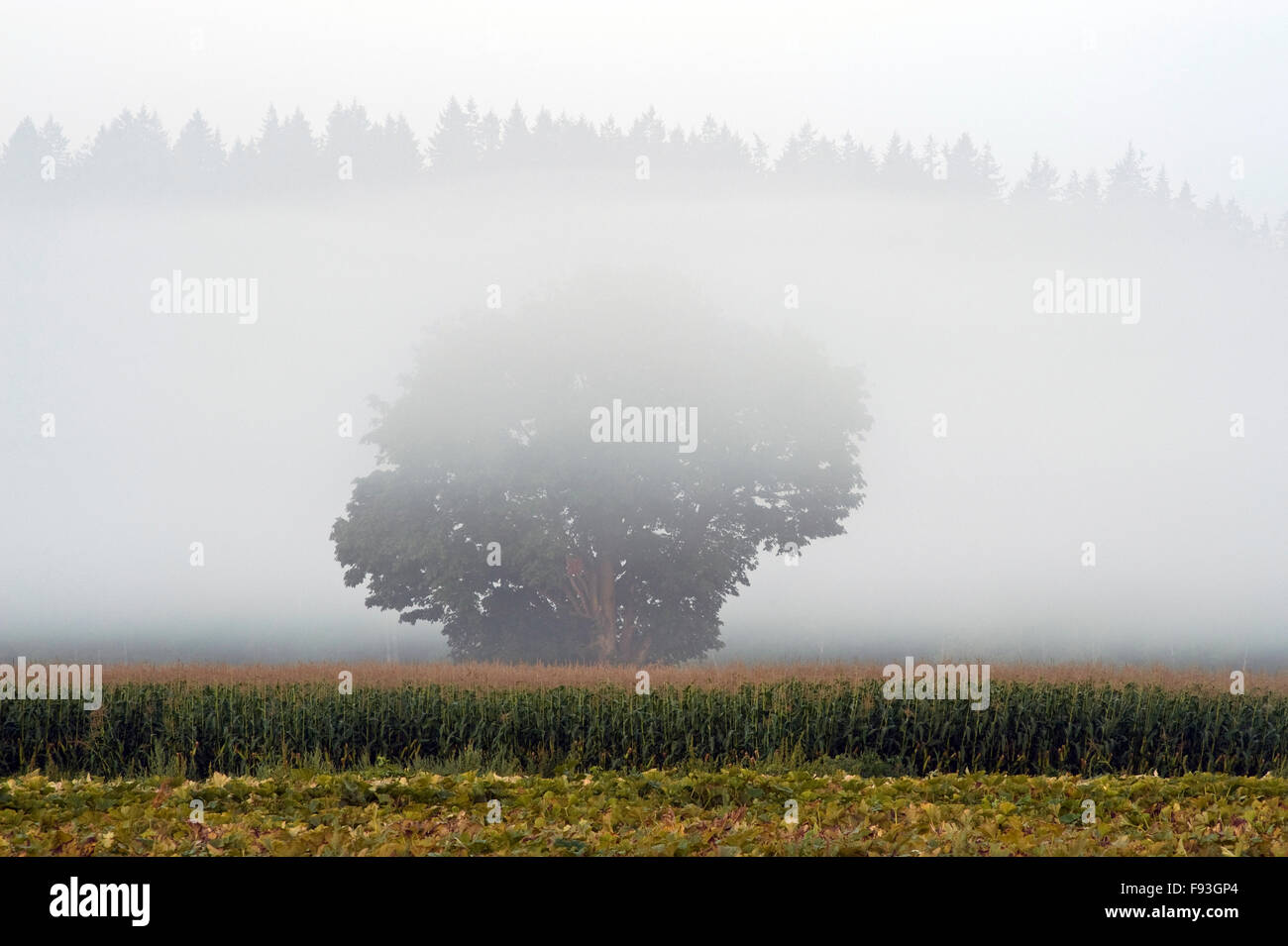 Fog corn field hi-res stock photography and images - Alamy