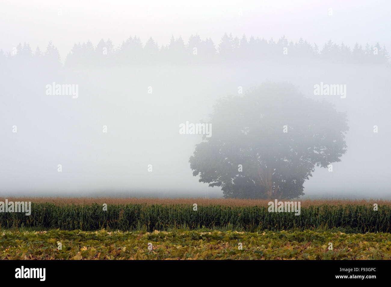Sunrise with fog and corn field and large tree Stock Photo - Alamy