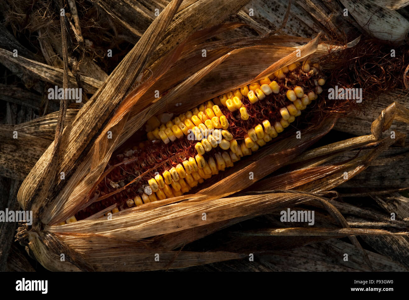 Compost corn hi-res stock photography and images - Alamy