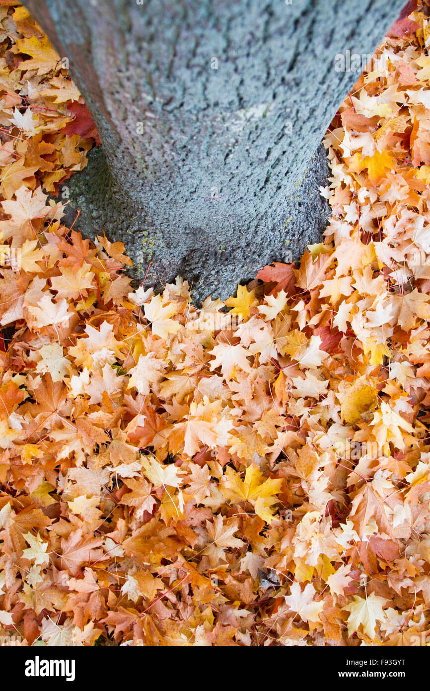 A piece of ground below a large tree where autumn leaves have fallen ...
