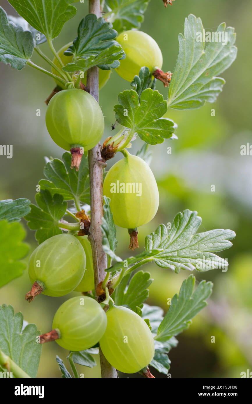 A gooseberry bush branch full of ripe, green gooseberries Stock Photo ...