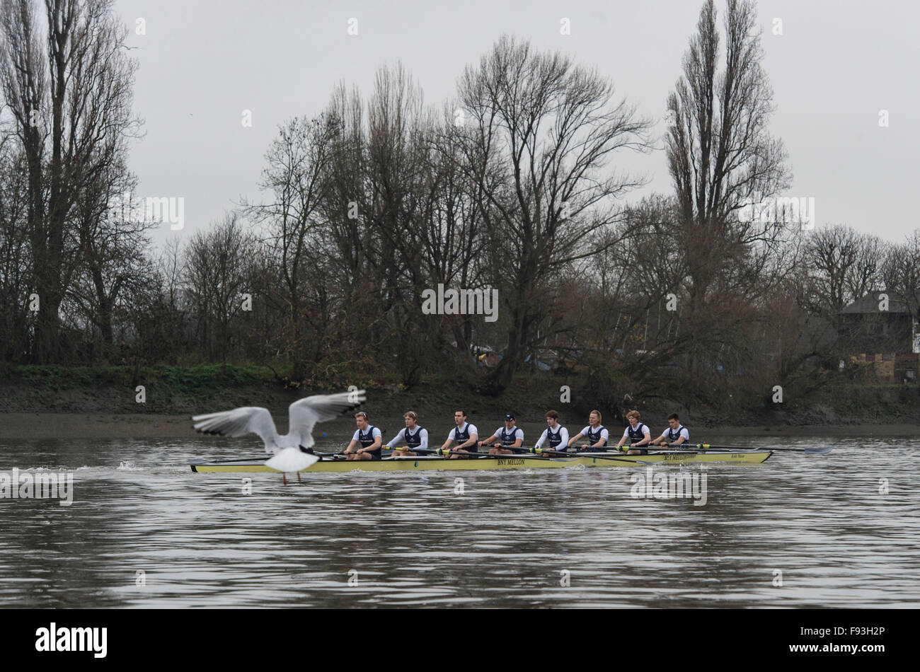 River Thames, UK. 13th December, 2015. Boat Race Trial VIIIs. Oxford ...