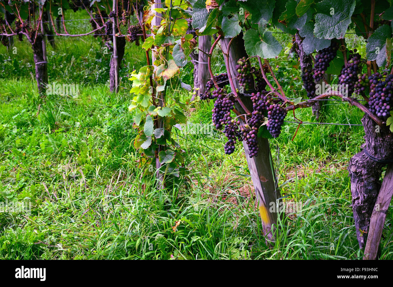 Vine branches hi-res stock photography and images - Alamy