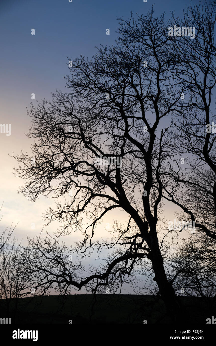 Sunset with trees Stock Photo - Alamy